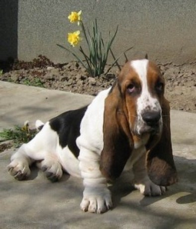 Všetko o štvornohých priateľoch - Fotoalbum - Baset - BASET